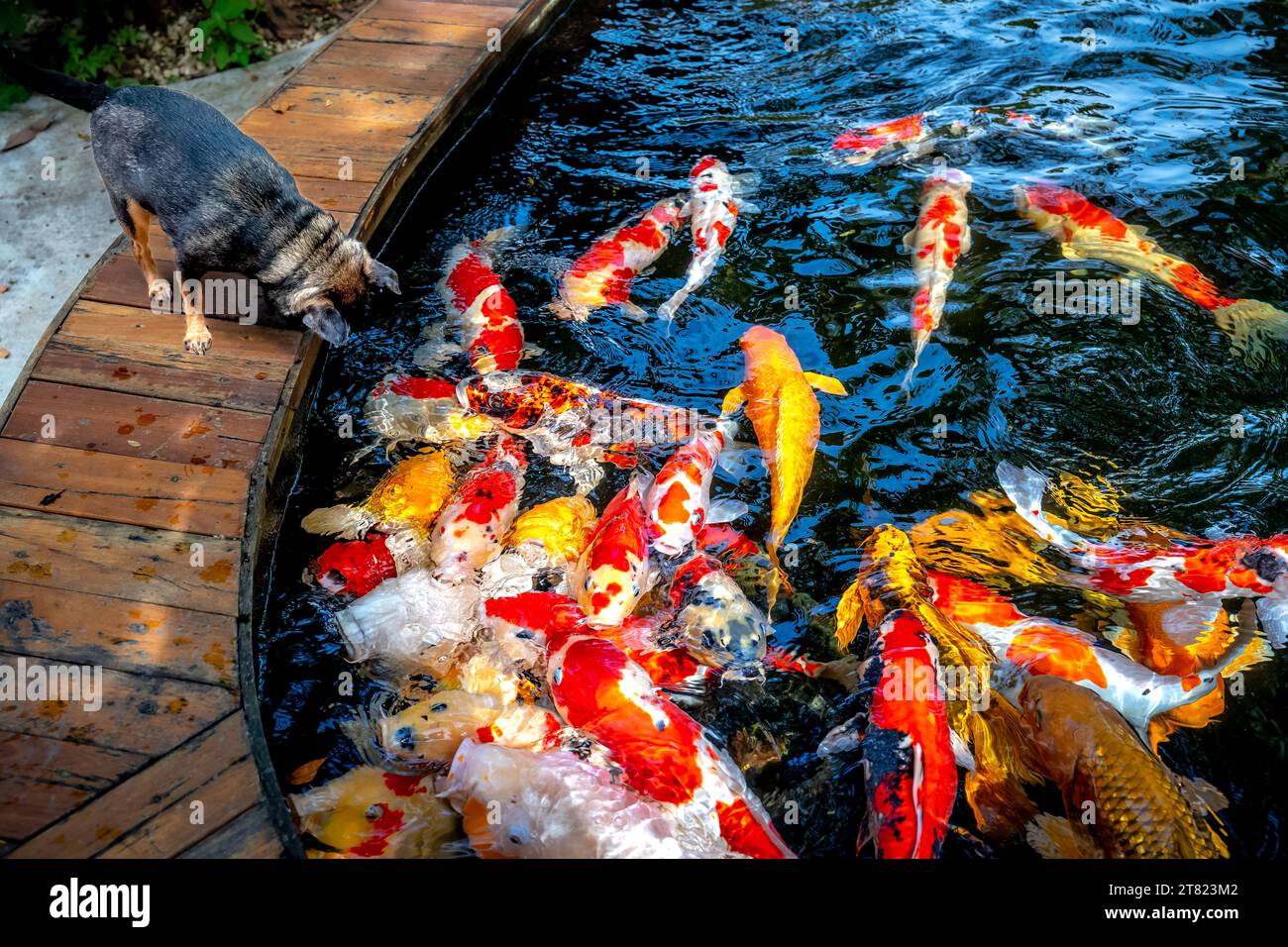 Golden kohaku koi carps hi-res stock photography and images - Alamy