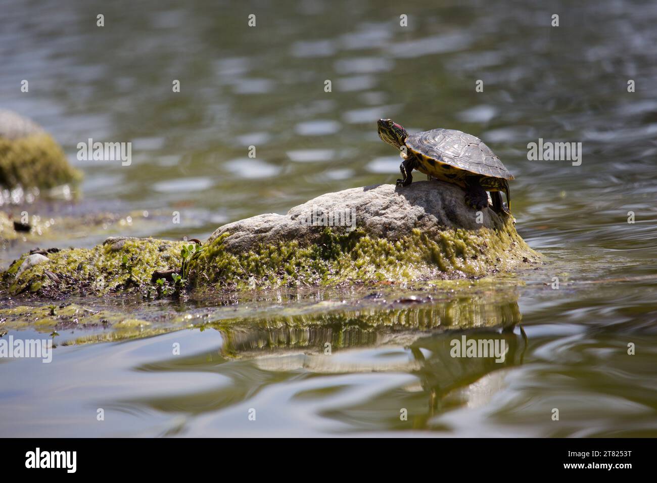 Red-Eared Slider Turtle basking in sun on a rock Stock Photo - Alamy