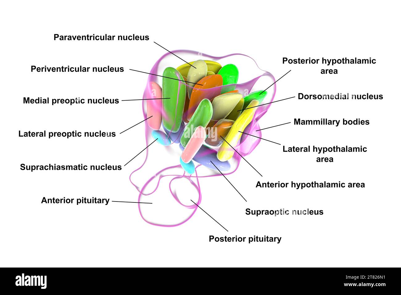 Computer Illustration Of Hypothalamic Nuclei Showcasing The Brains Vital Control Centre For