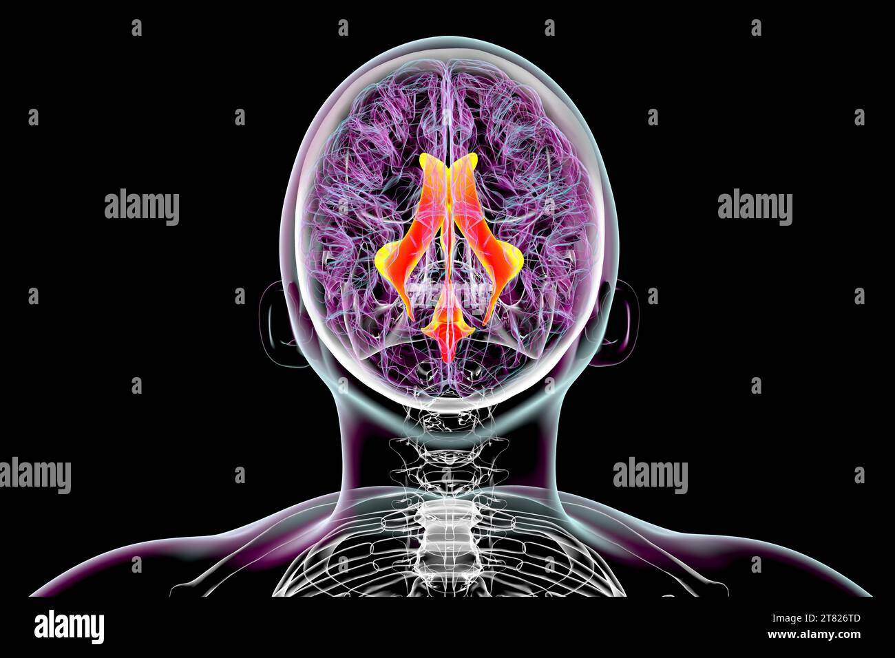 Ventricular system of the brain, illustration Stock Photo - Alamy