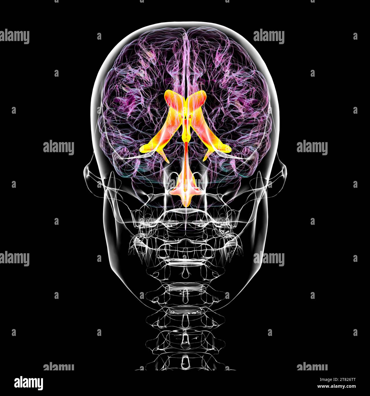 Ventricular system of the brain, illustration Stock Photo - Alamy