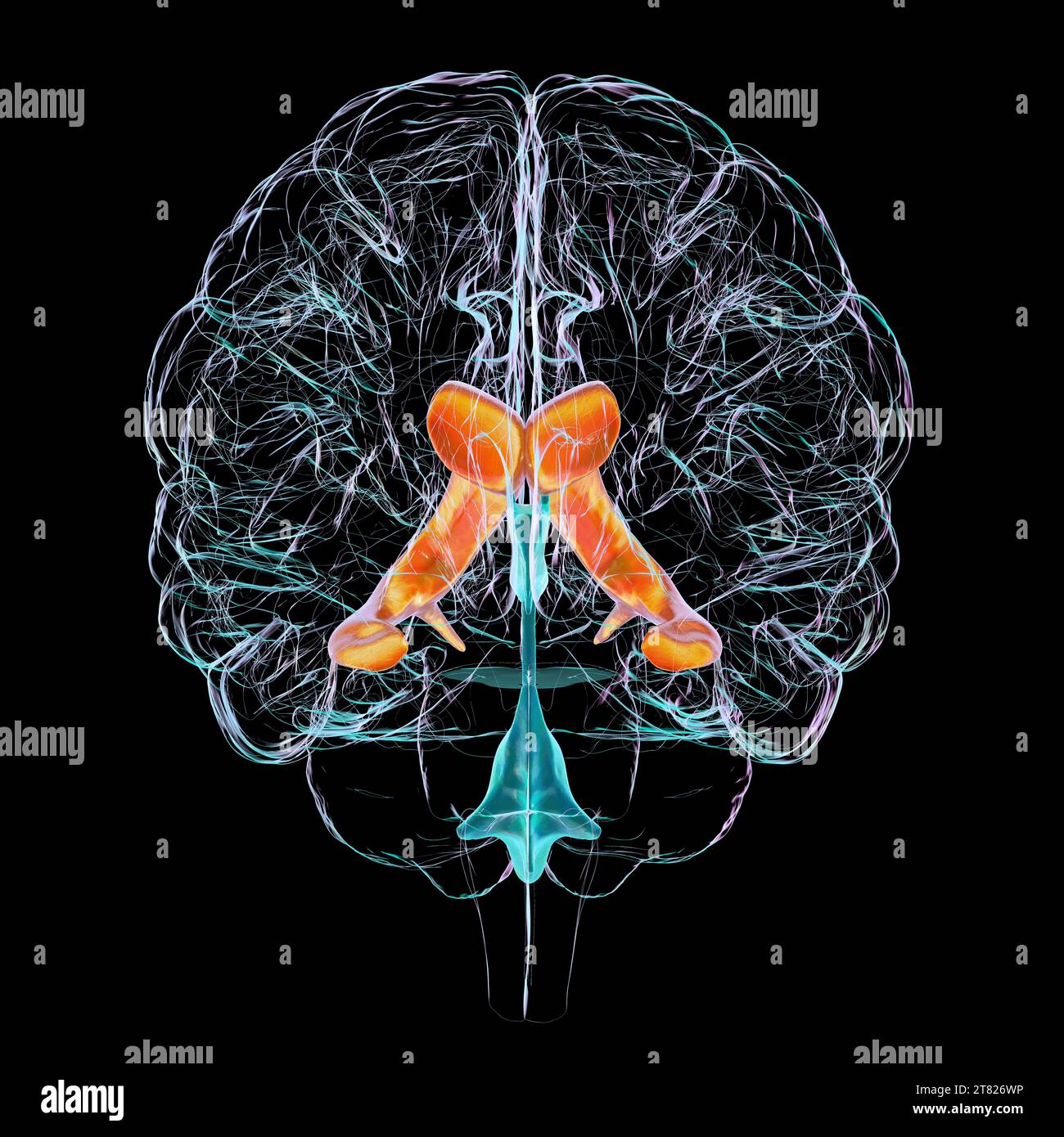 Lateral brain ventricles, illustration Stock Photo - Alamy