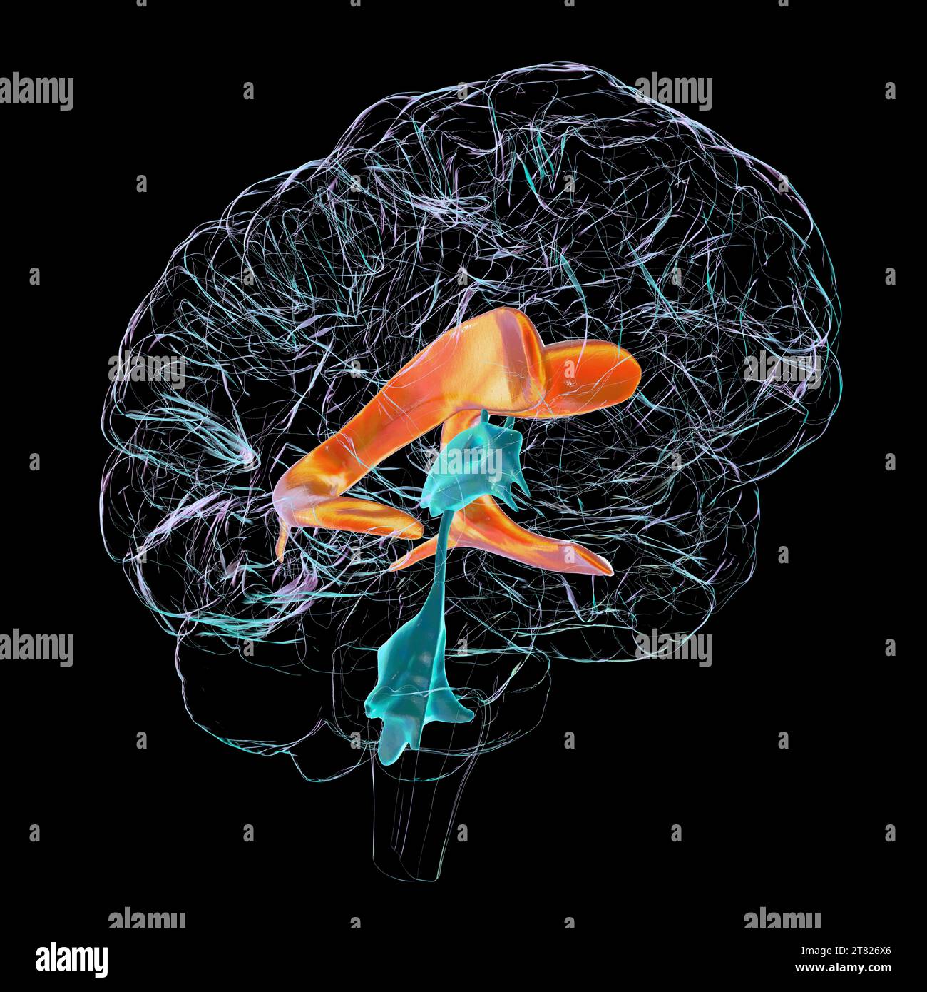 Lateral brain ventricles, illustration Stock Photo - Alamy