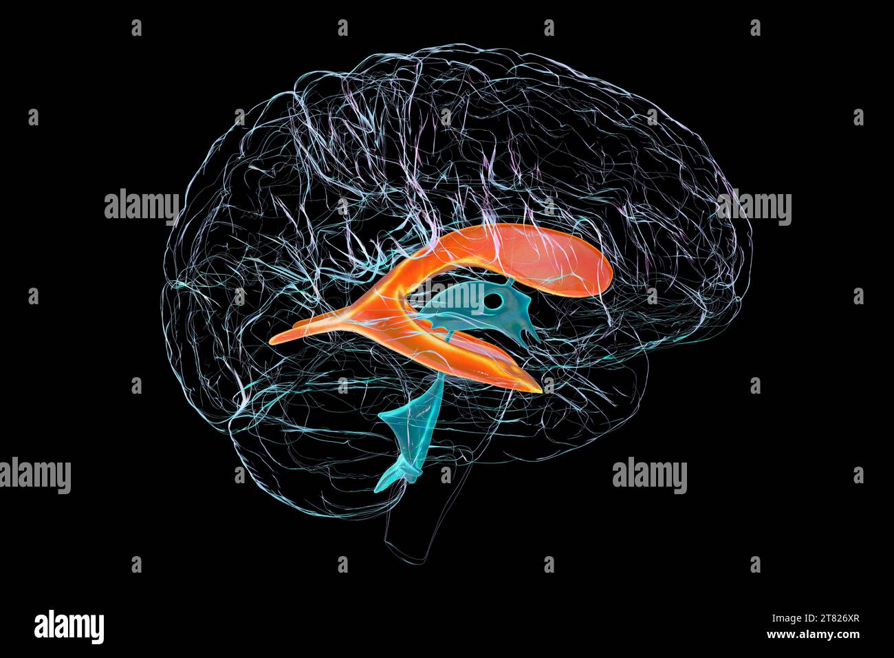 Lateral brain ventricles, illustration Stock Photo - Alamy