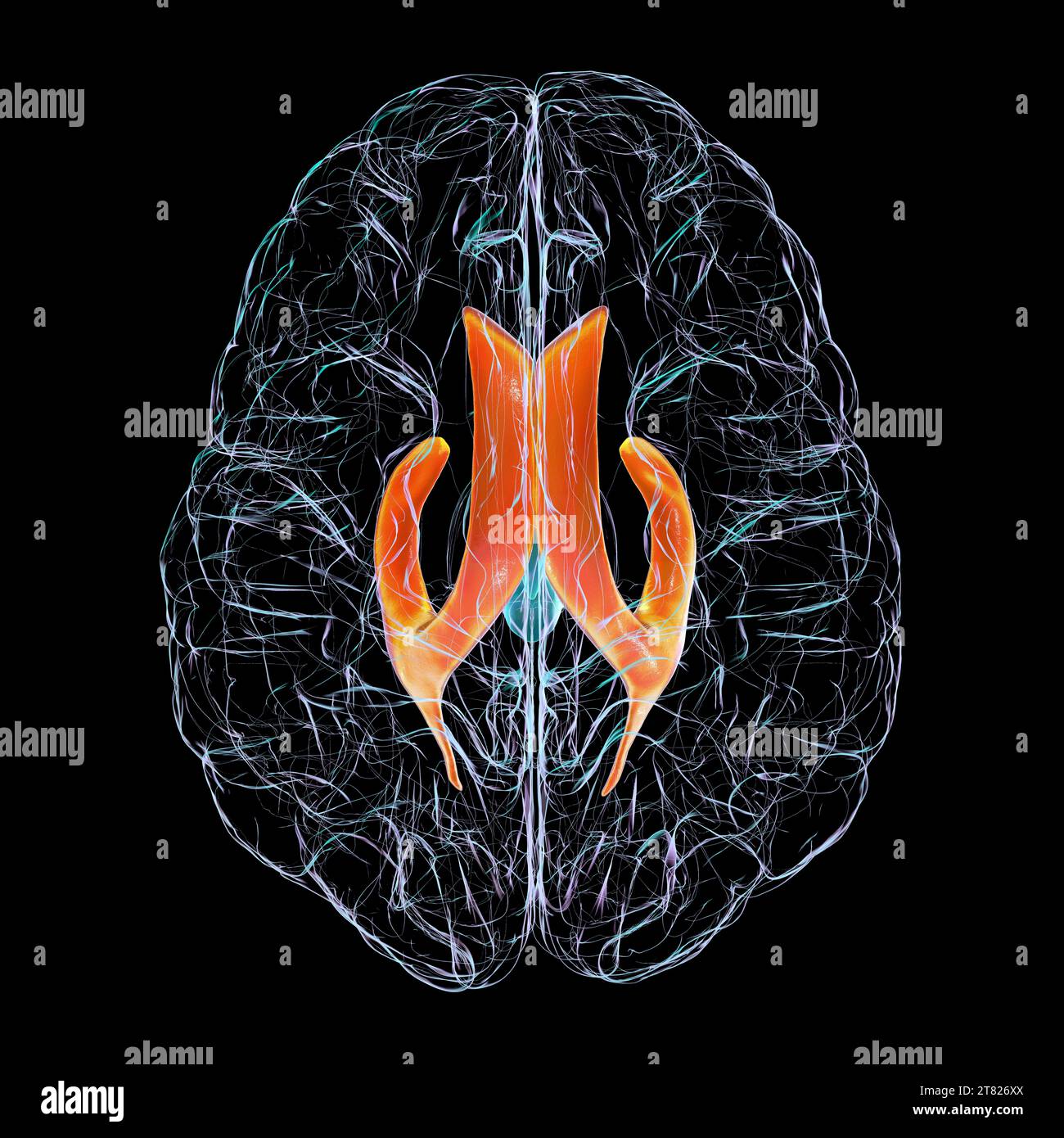 Lateral brain ventricles, illustration Stock Photo - Alamy