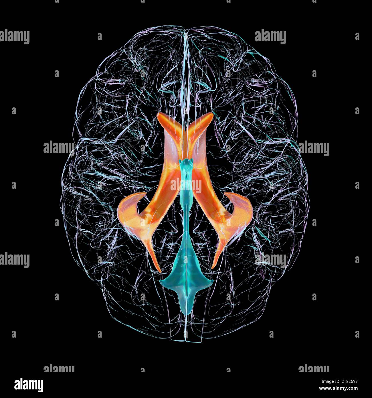 Lateral brain ventricles, illustration Stock Photo - Alamy