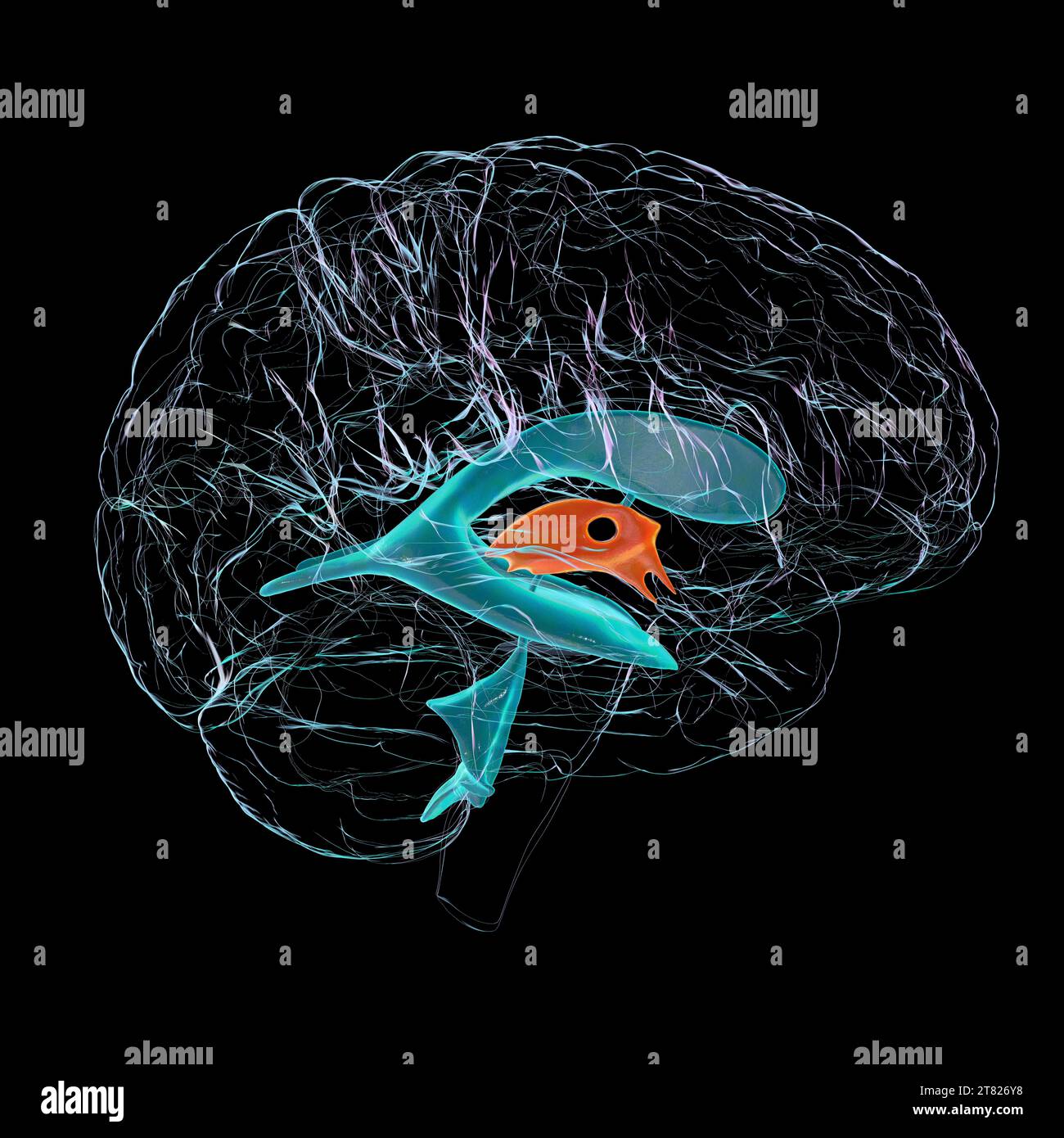 Third brain ventricle, illustration Stock Photo - Alamy