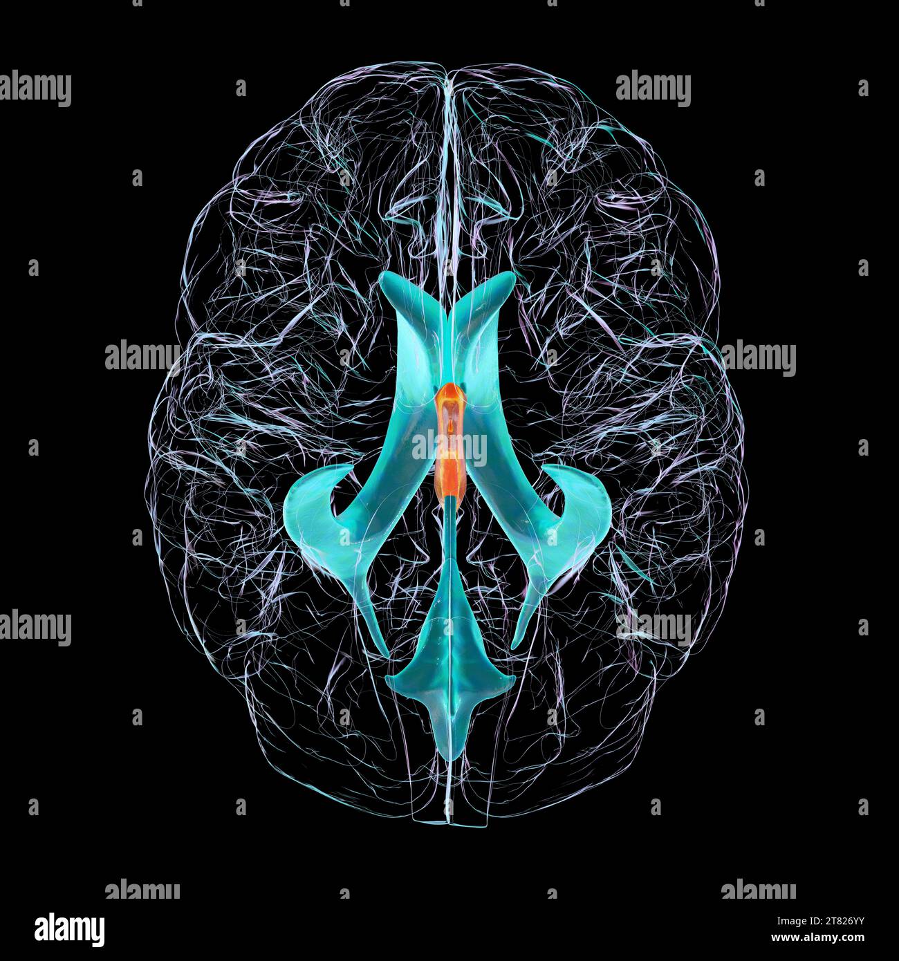 Third brain ventricle, illustration Stock Photo - Alamy
