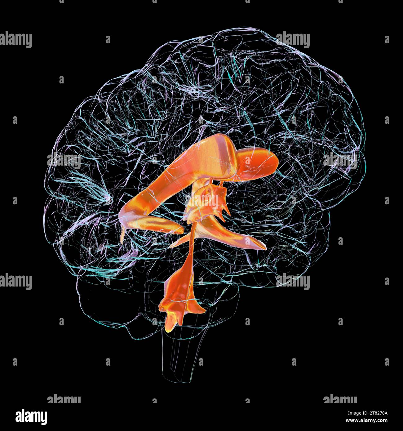 Ventricular system of the brain, illustration Stock Photo - Alamy