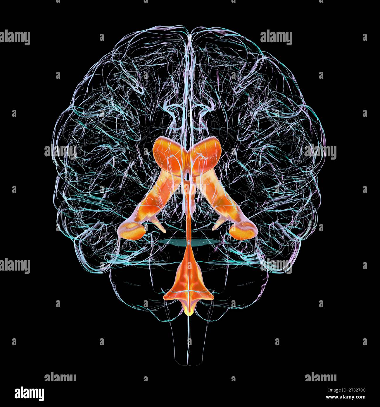 Ventricular system of the brain, illustration Stock Photo - Alamy