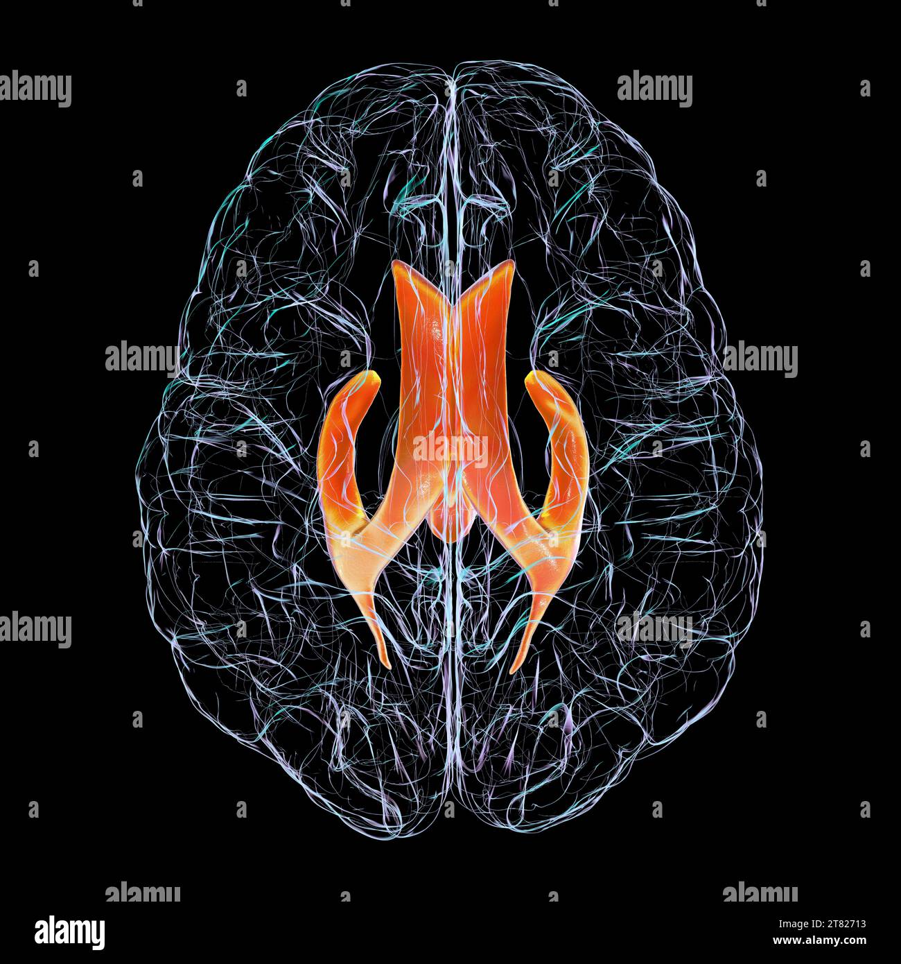 Ventricular system of the brain, illustration Stock Photo - Alamy