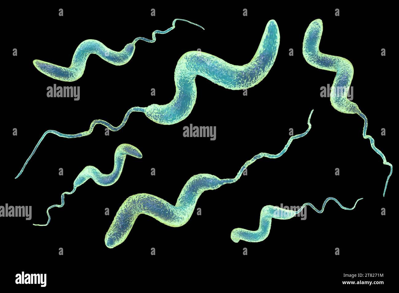 Campylobacter bacteria, illustration Stock Photo - Alamy