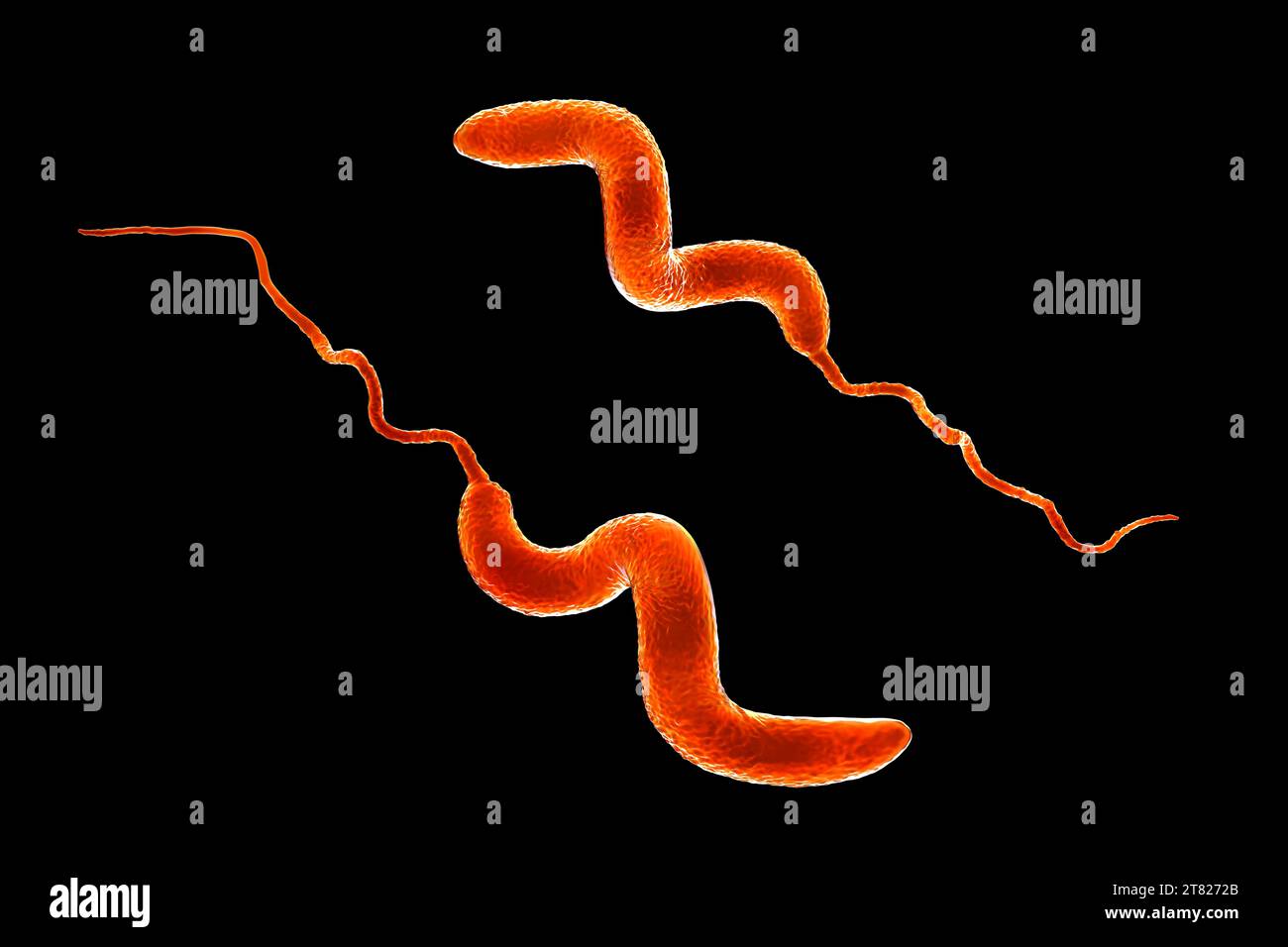 Campylobacter bacteria, illustration Stock Photo - Alamy