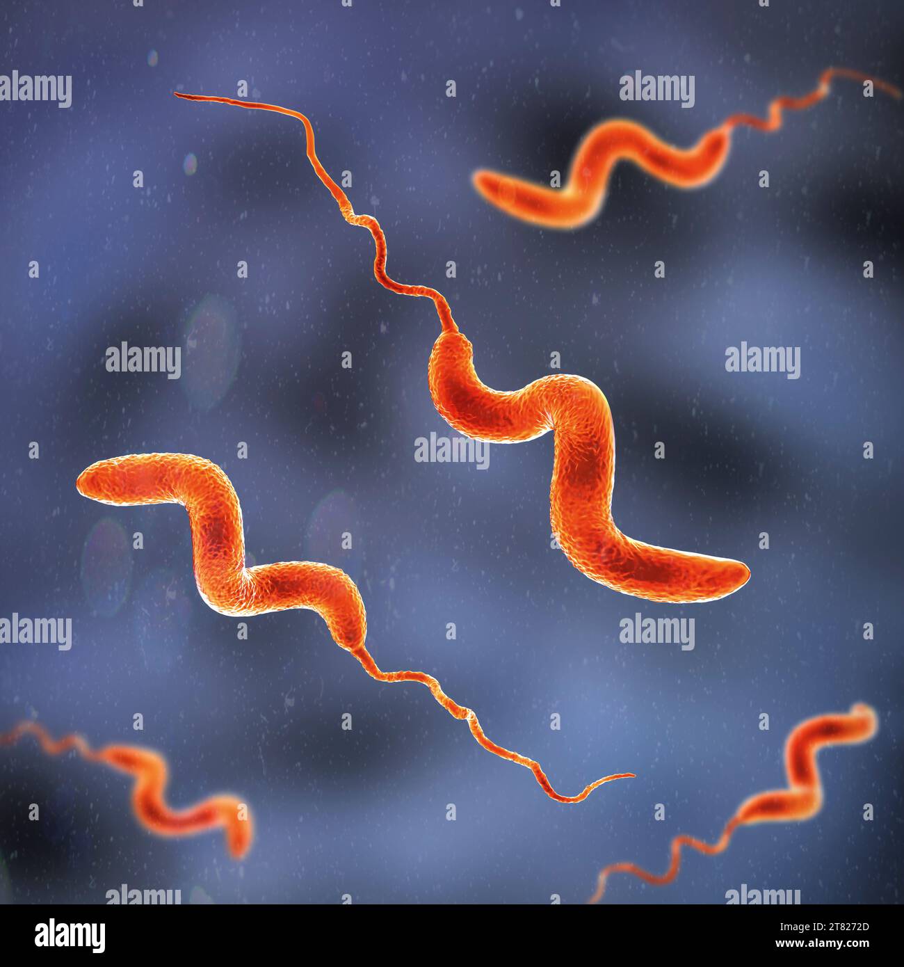 Campylobacter jejuni bacteria hi-res stock photography and images - Alamy