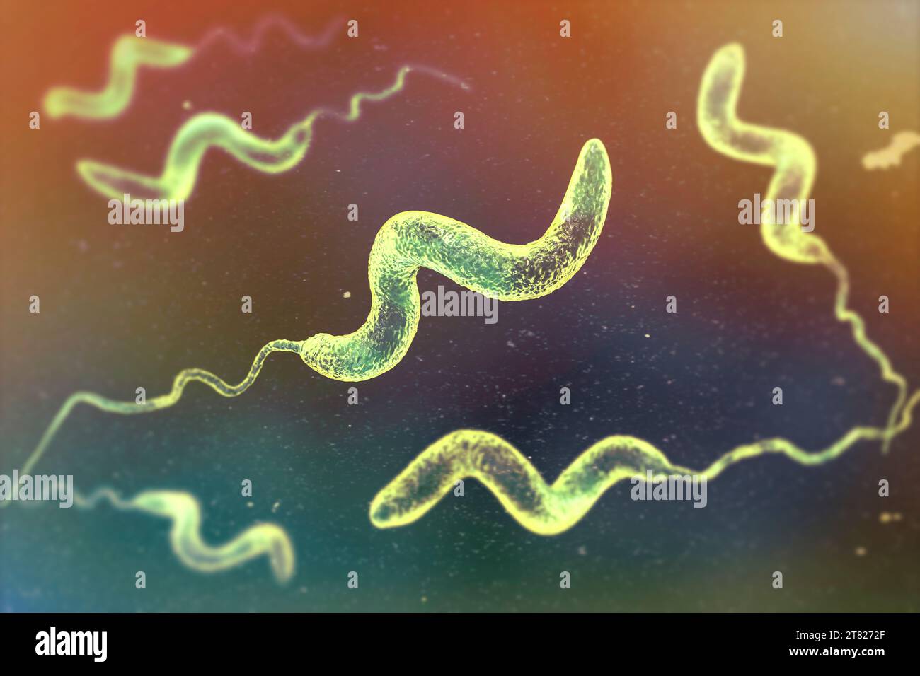 Campylobacter bacteria, illustration Stock Photo - Alamy