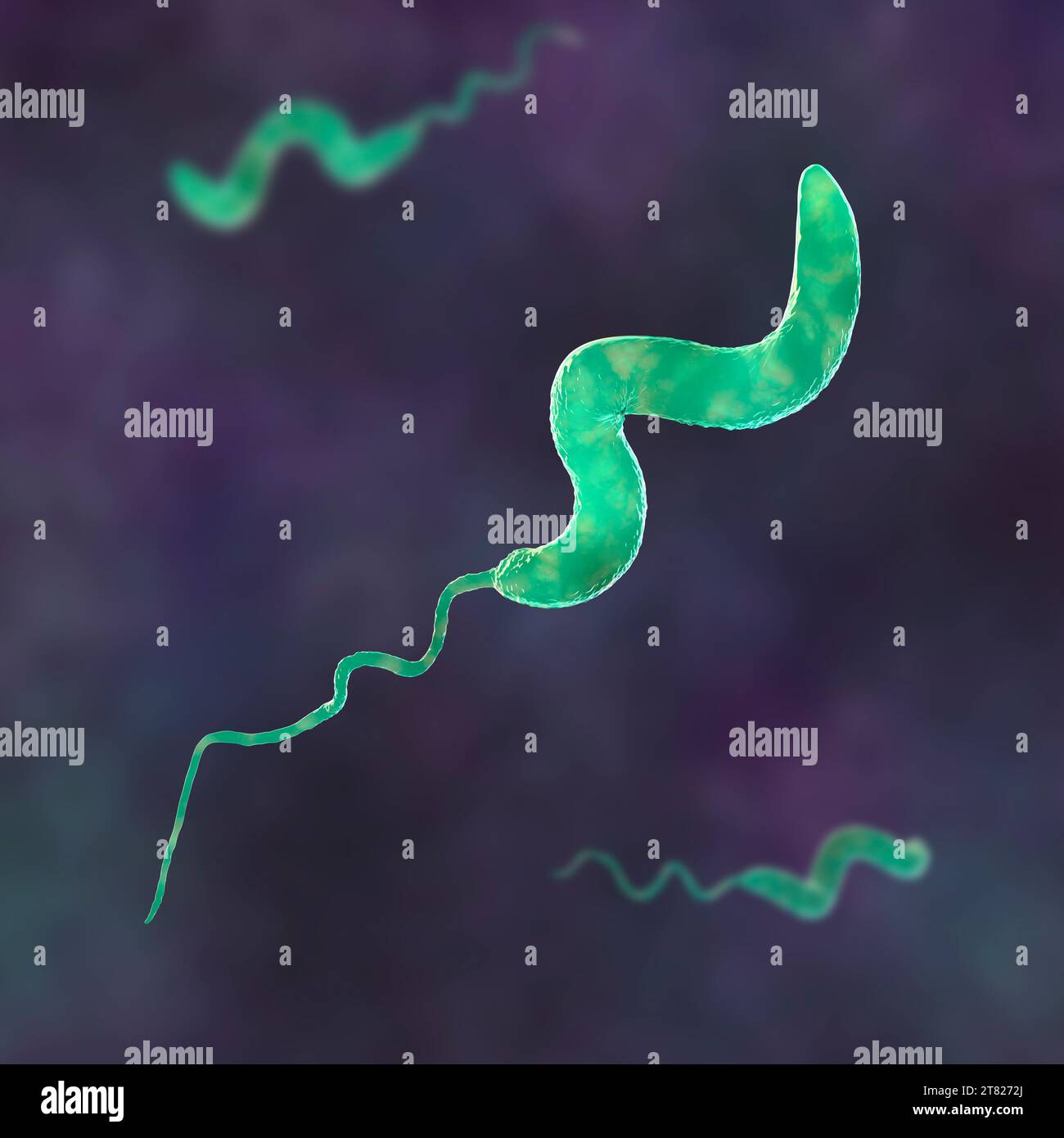 Campylobacter bacteria, illustration Stock Photo - Alamy
