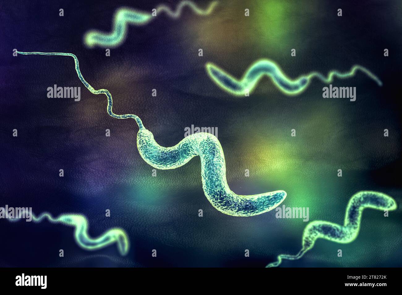 Campylobacter bacteria, illustration Stock Photo - Alamy