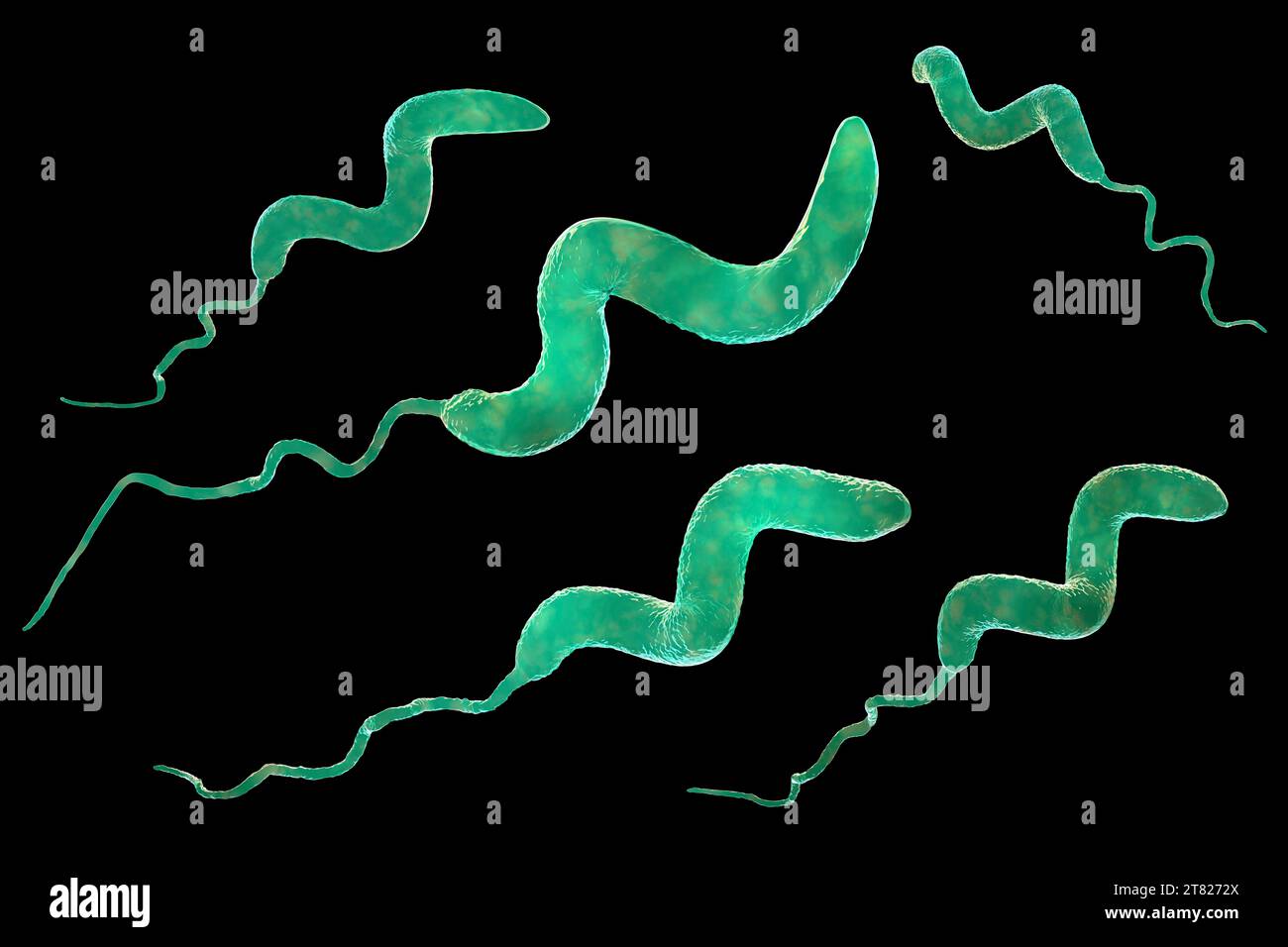 Campylobacter bacteria, illustration Stock Photo - Alamy