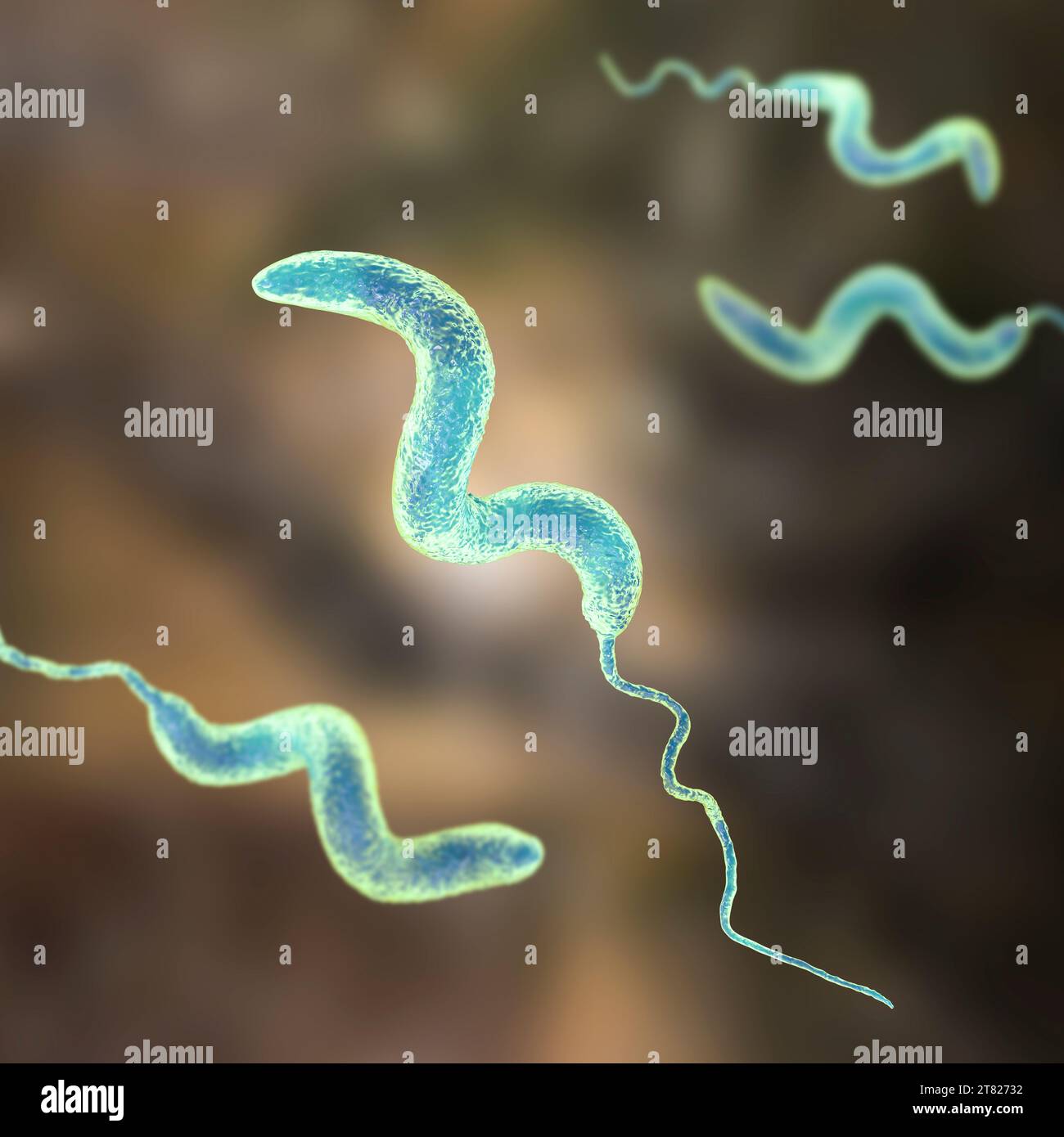 Campylobacter bacteria, illustration Stock Photo - Alamy