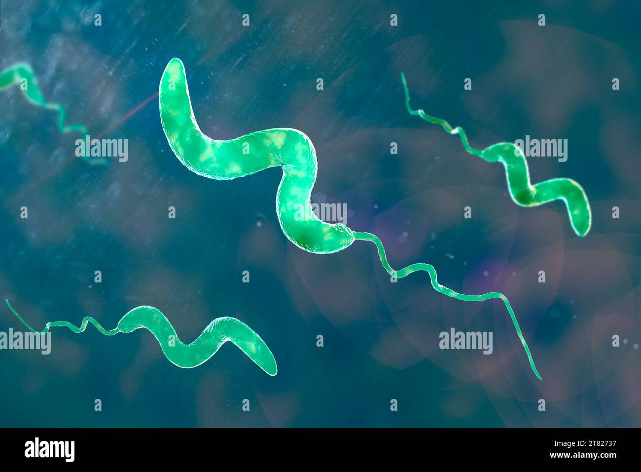 Campylobacter jejuni bacteria hi-res stock photography and images - Alamy