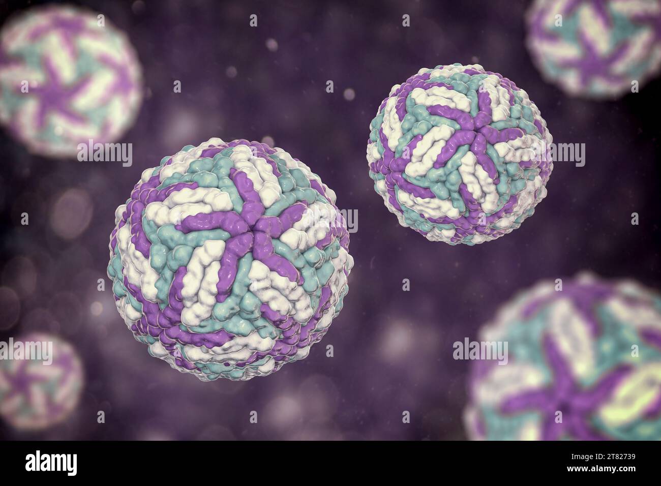 Dengue viruses, illustration Stock Photo - Alamy