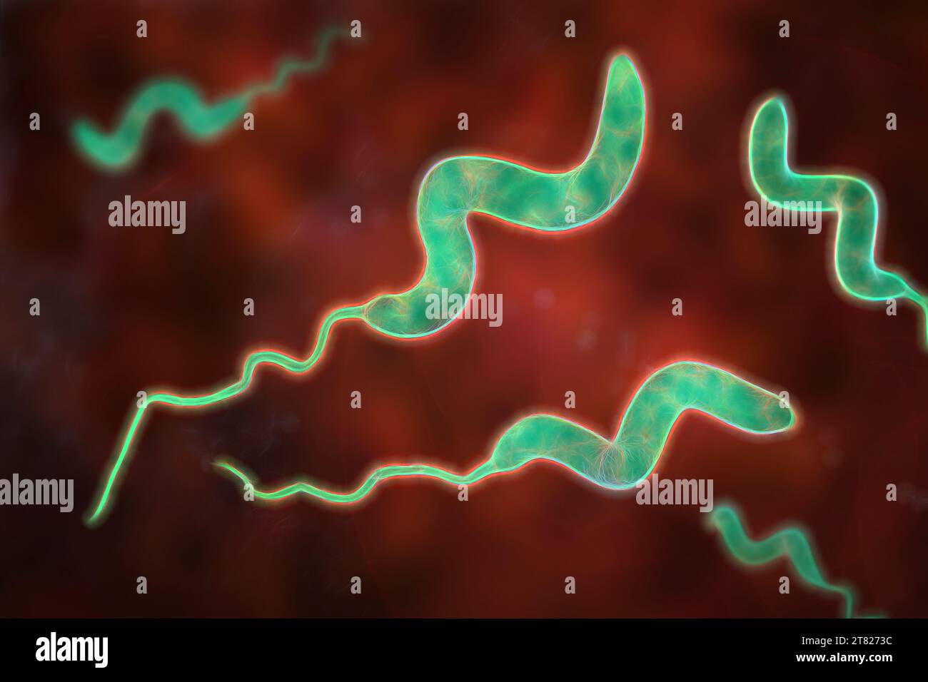 Campylobacter bacteria, illustration Stock Photo - Alamy