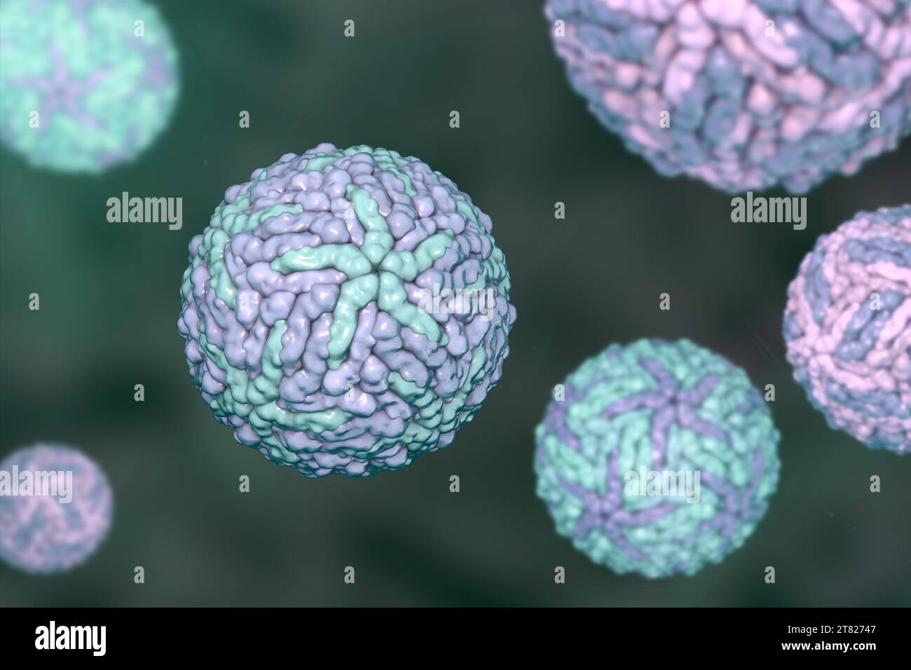 Chikungunya rash hi-res stock photography and images - Alamy