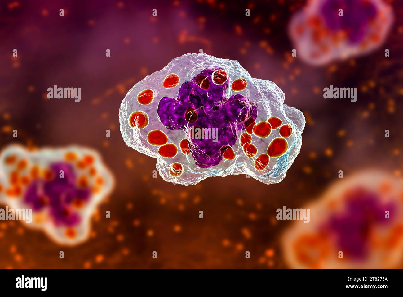 Histoplasmosis capsulatum histoplasma capsulatum hi-res stock ...