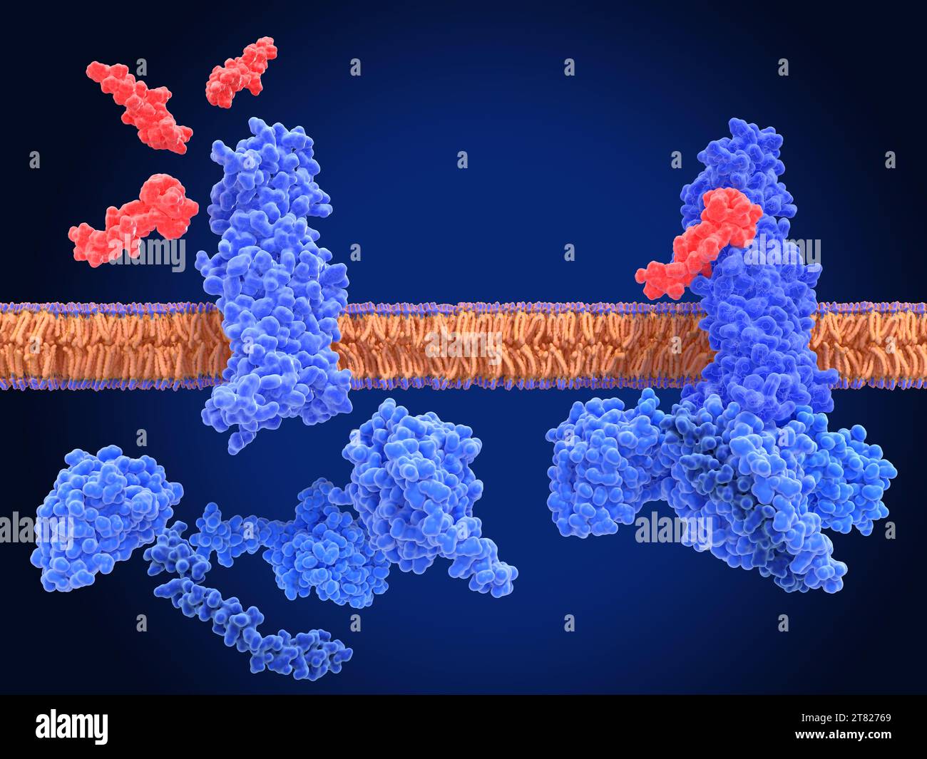 Illustration of an inactivated glucagon-like peptide-1 (GLP-1) receptor ...