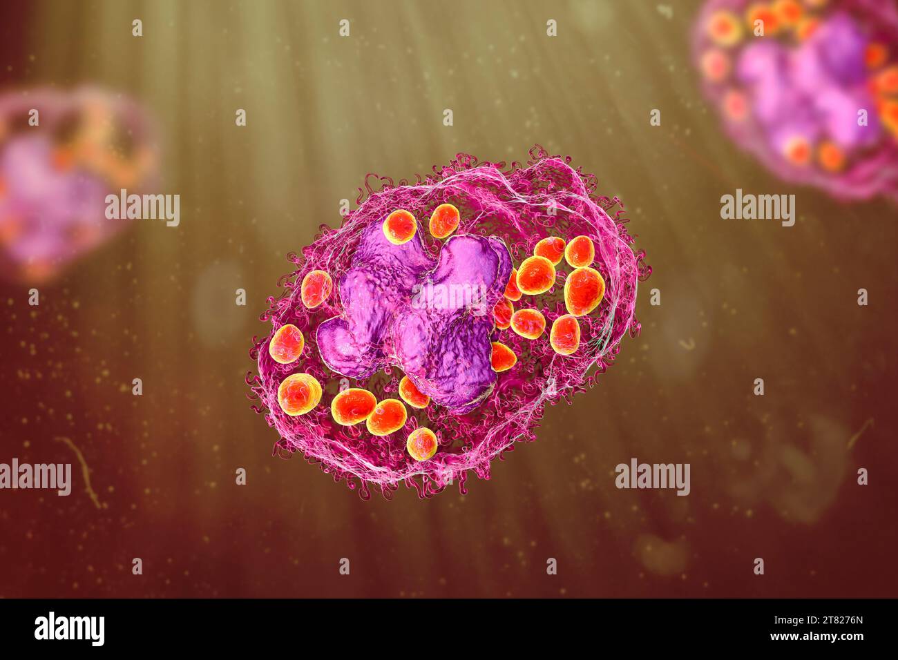 Histoplasma capsulatum fungus in a macrophage, illustration Stock Photo ...