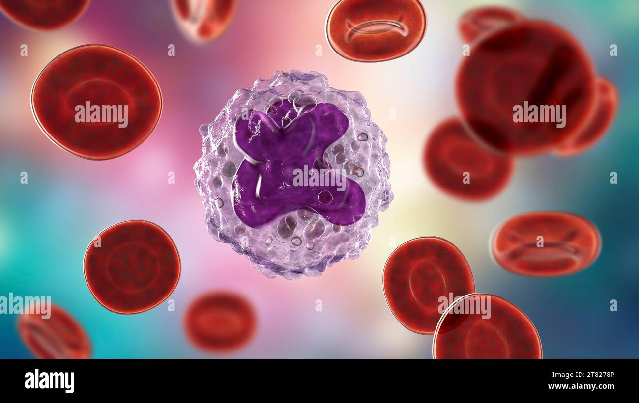 Monocyte and red blood cells, illustration Stock Photo - Alamy