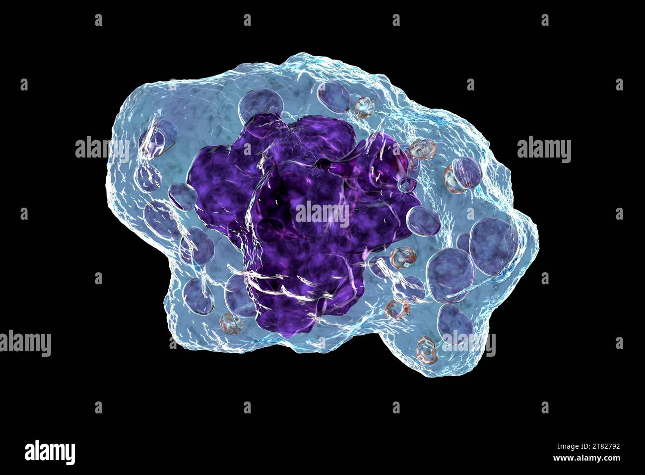 Structure monocyte macrophage white hi-res stock photography and images ...