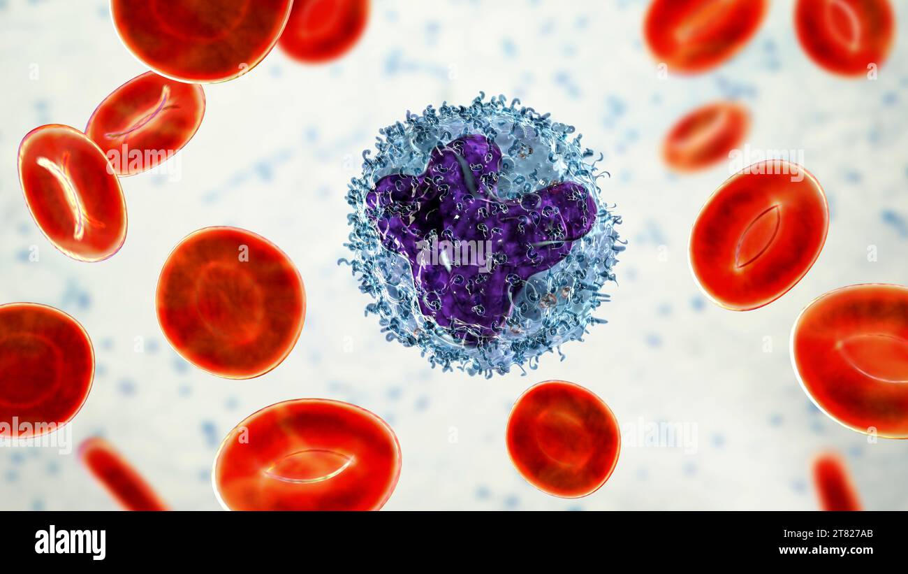Monocyte and red blood cells, illustration Stock Photo - Alamy