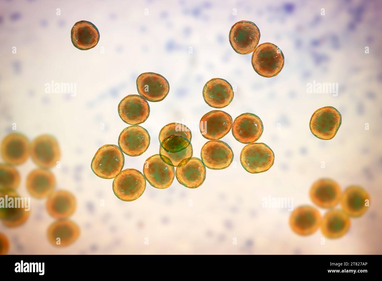 Staphylococcus epidermidis gram hi-res stock photography and images - Alamy