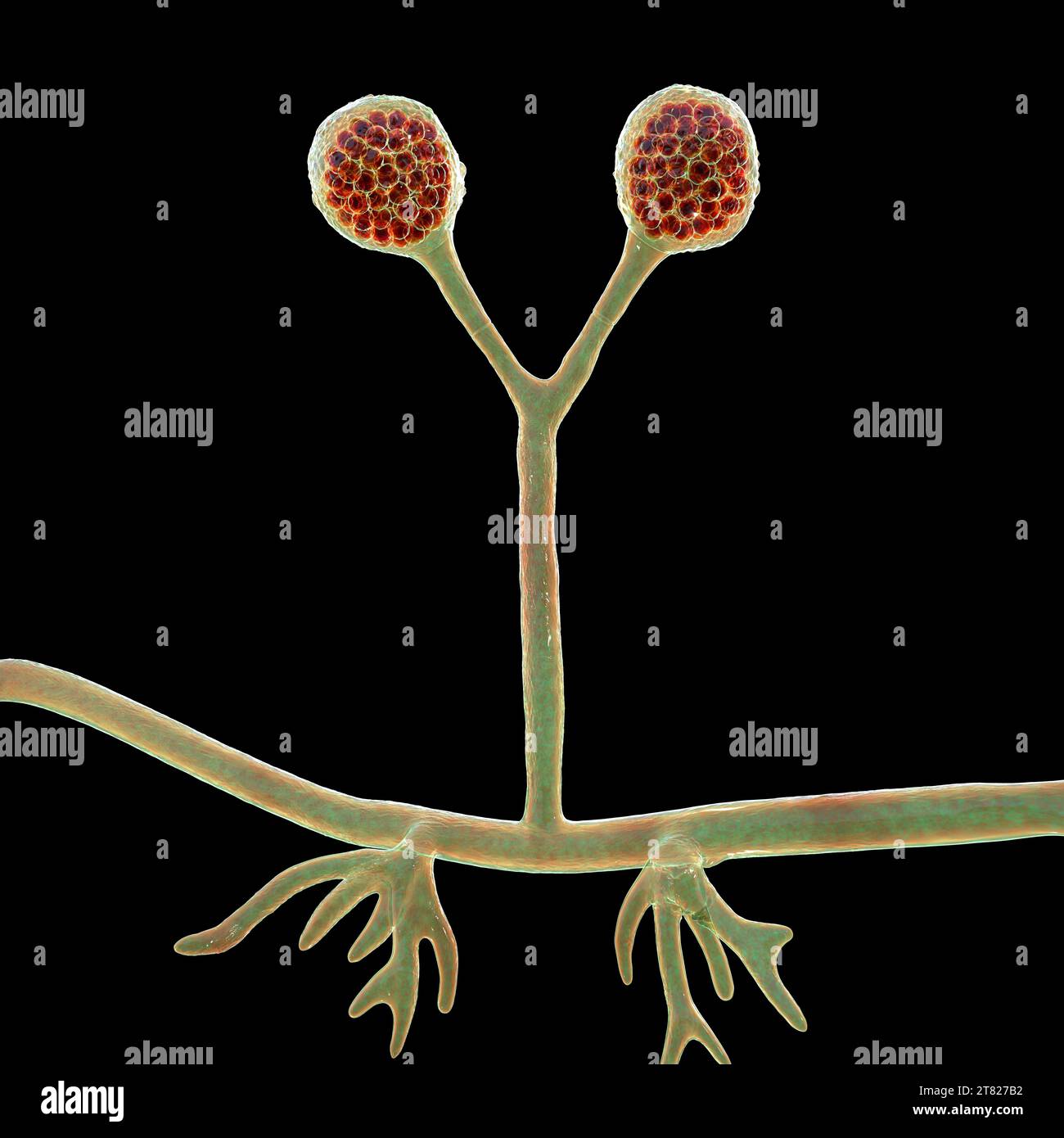 Fungi illustration hi-res stock photography and images - Alamy