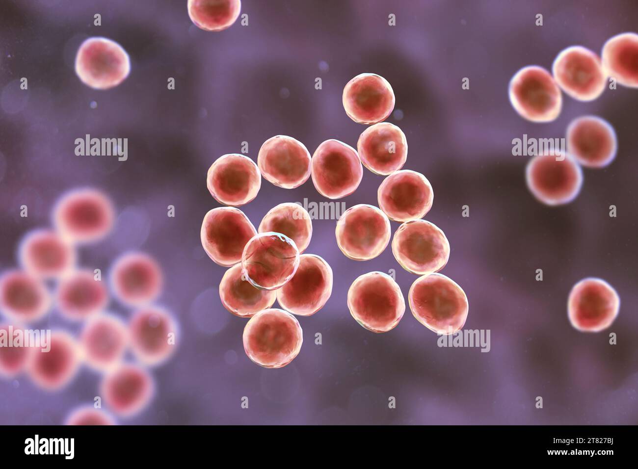 Staphylococcus epidermidis bacteria hi-res stock photography and images ...