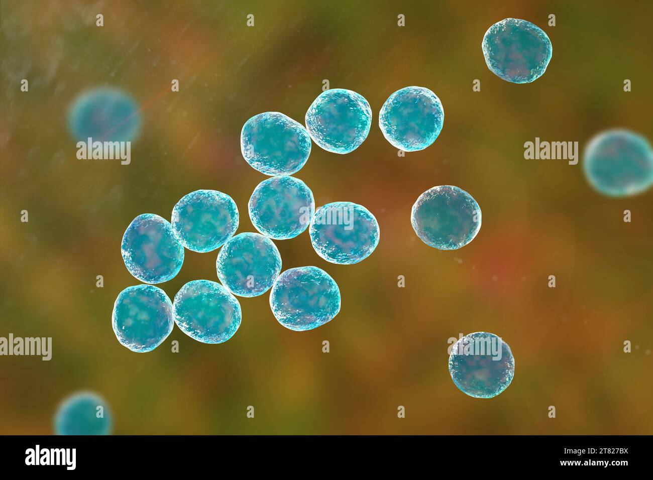 Staphylococcus epidermidis gram hi-res stock photography and images - Alamy