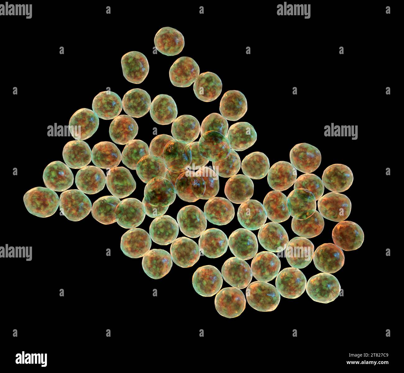 Staphylococcus bacteria, illustration Stock Photo - Alamy