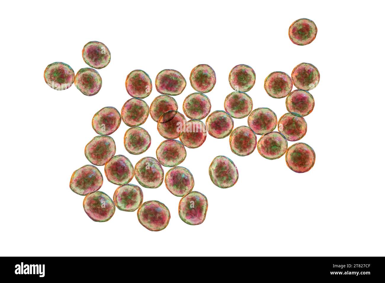 Mrsa bacteria Cut Out Stock Images & Pictures - Alamy
