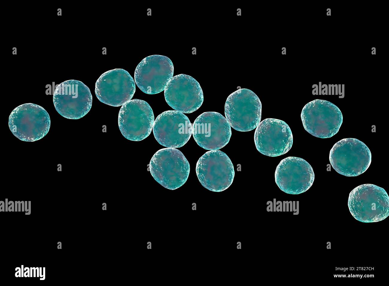 Staphylococcus bacteria, illustration Stock Photo - Alamy