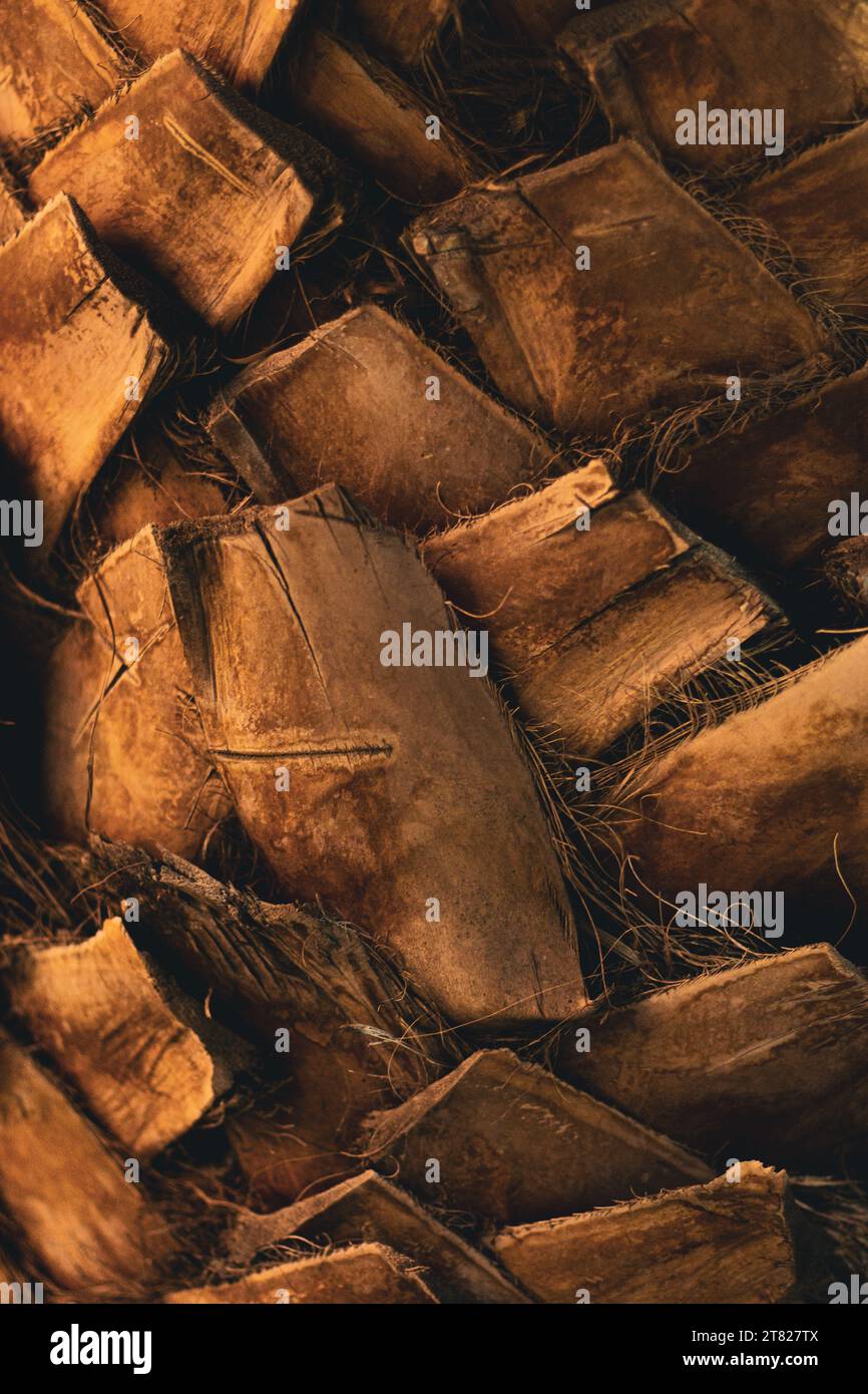 Palm tree, trunk, detail with sharp contrast, Mexico, Orizaba, 2022 ...