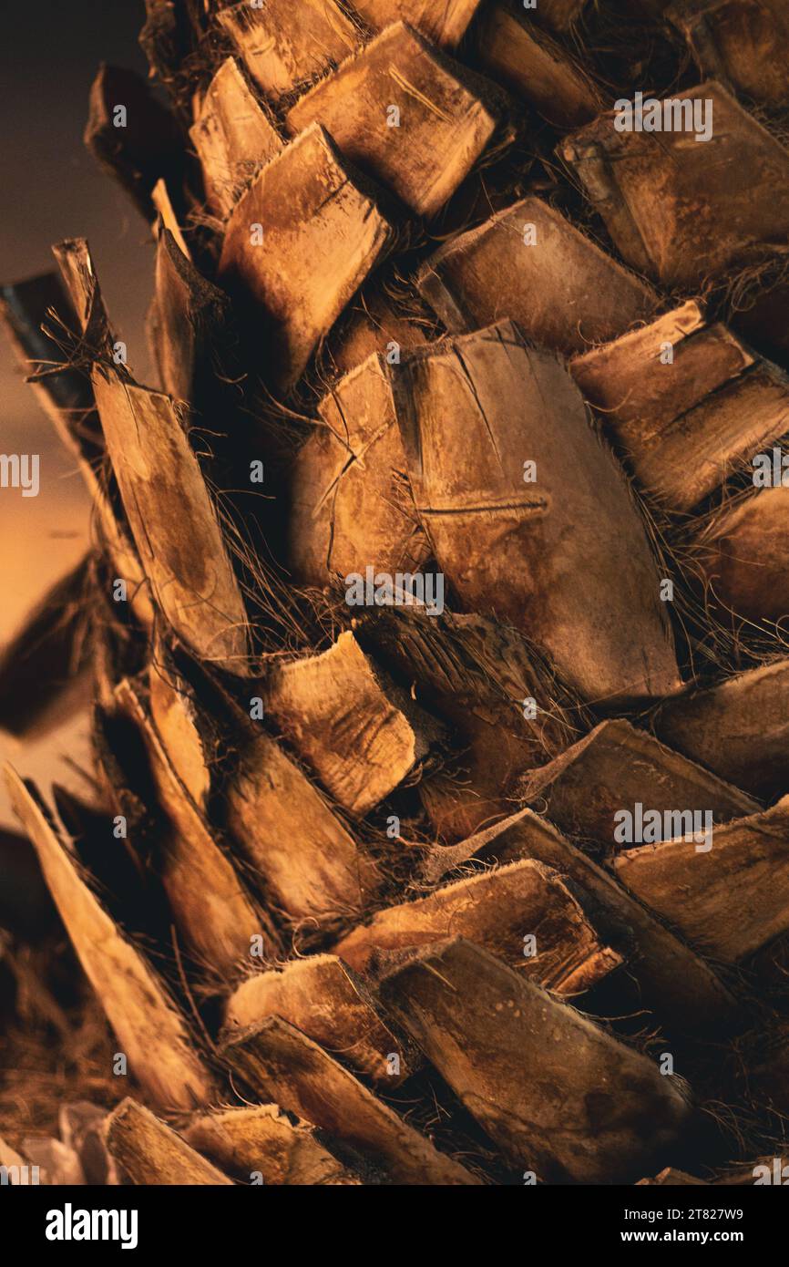Palm tree, trunk, detail with sharp contrast, Mexico, Orizaba, 2022 ...