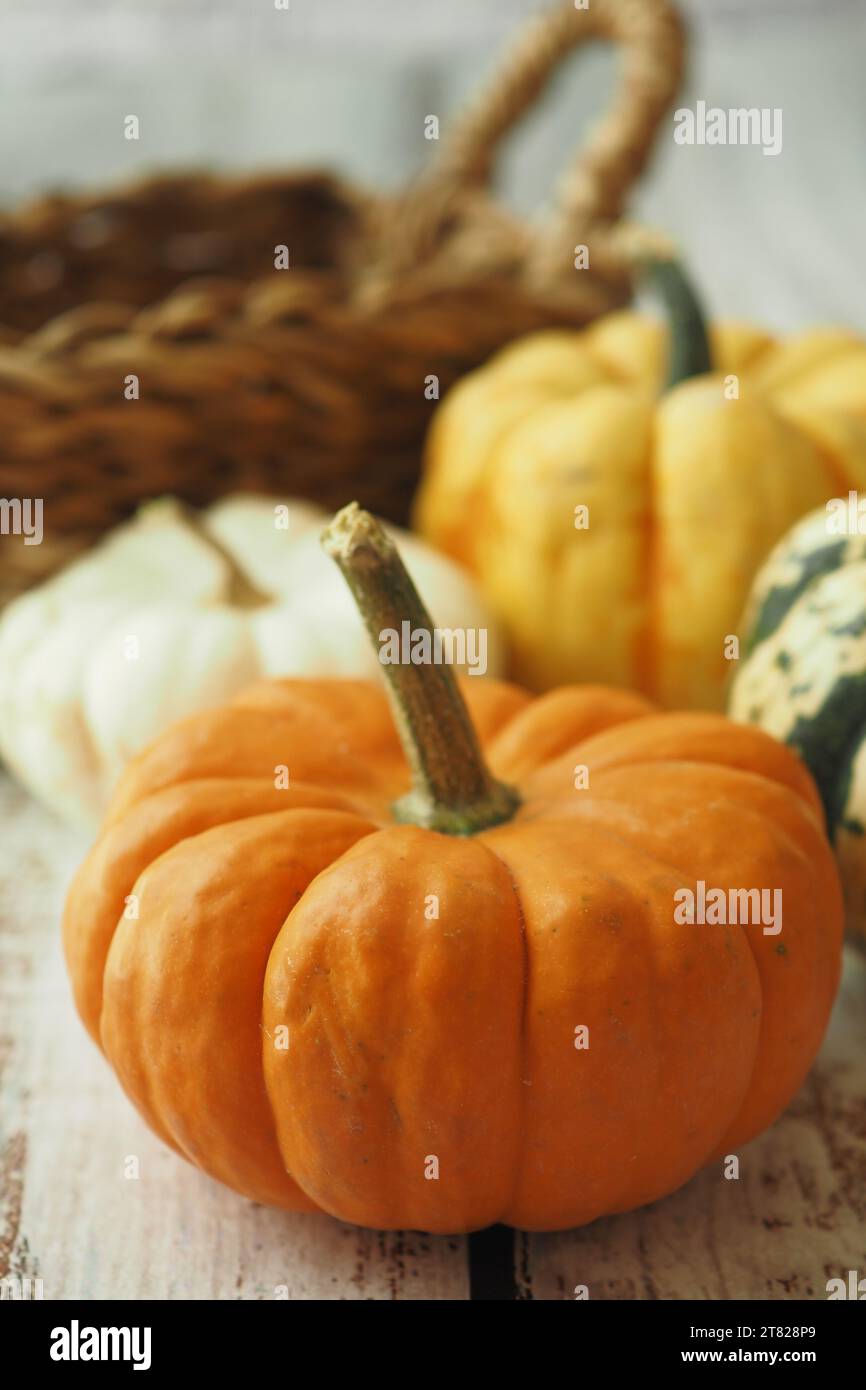 Different types of mini pumpkins color background Stock Photo - Alamy
