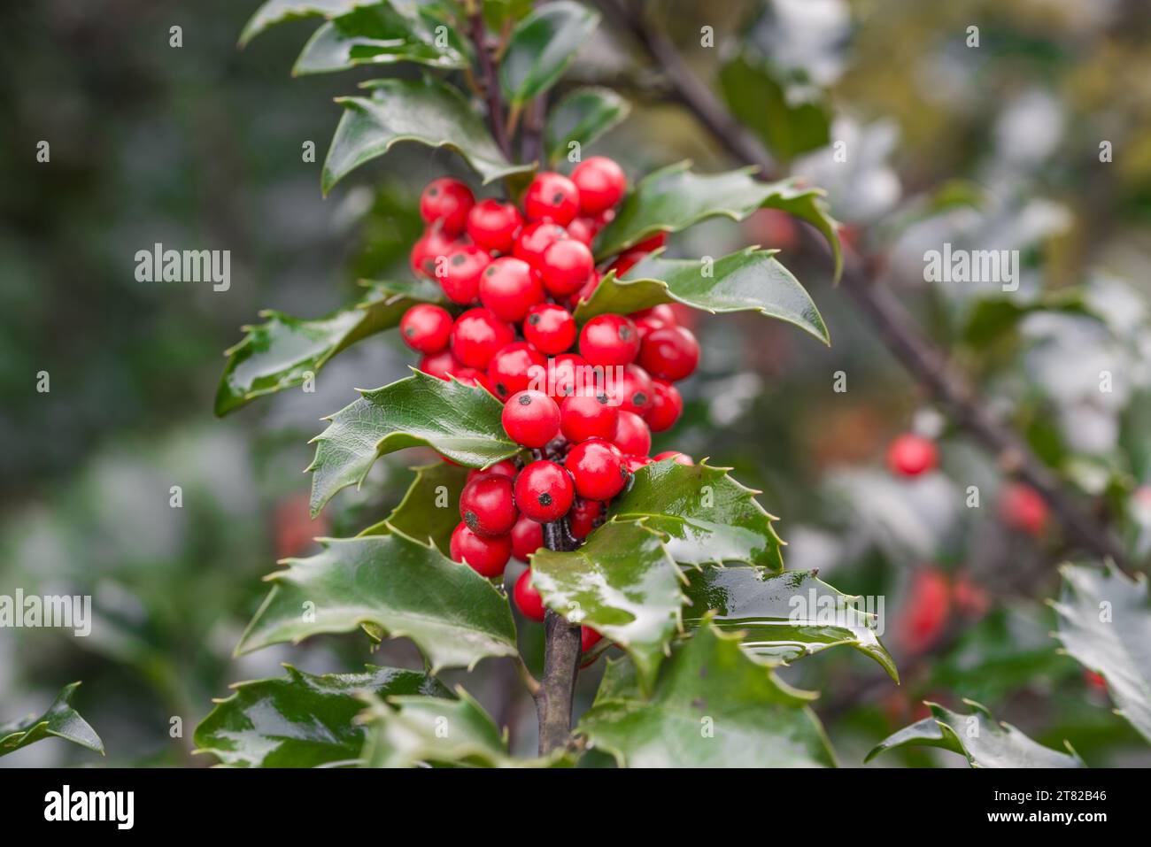 common holly, Ilex aquifolium red berries on twig closeup selective ...