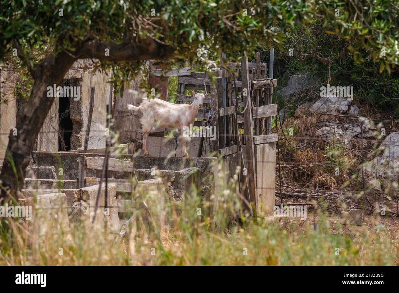 Agriculture, Livestock, Sitia, Crete, Greece Stock Photo - Alamy