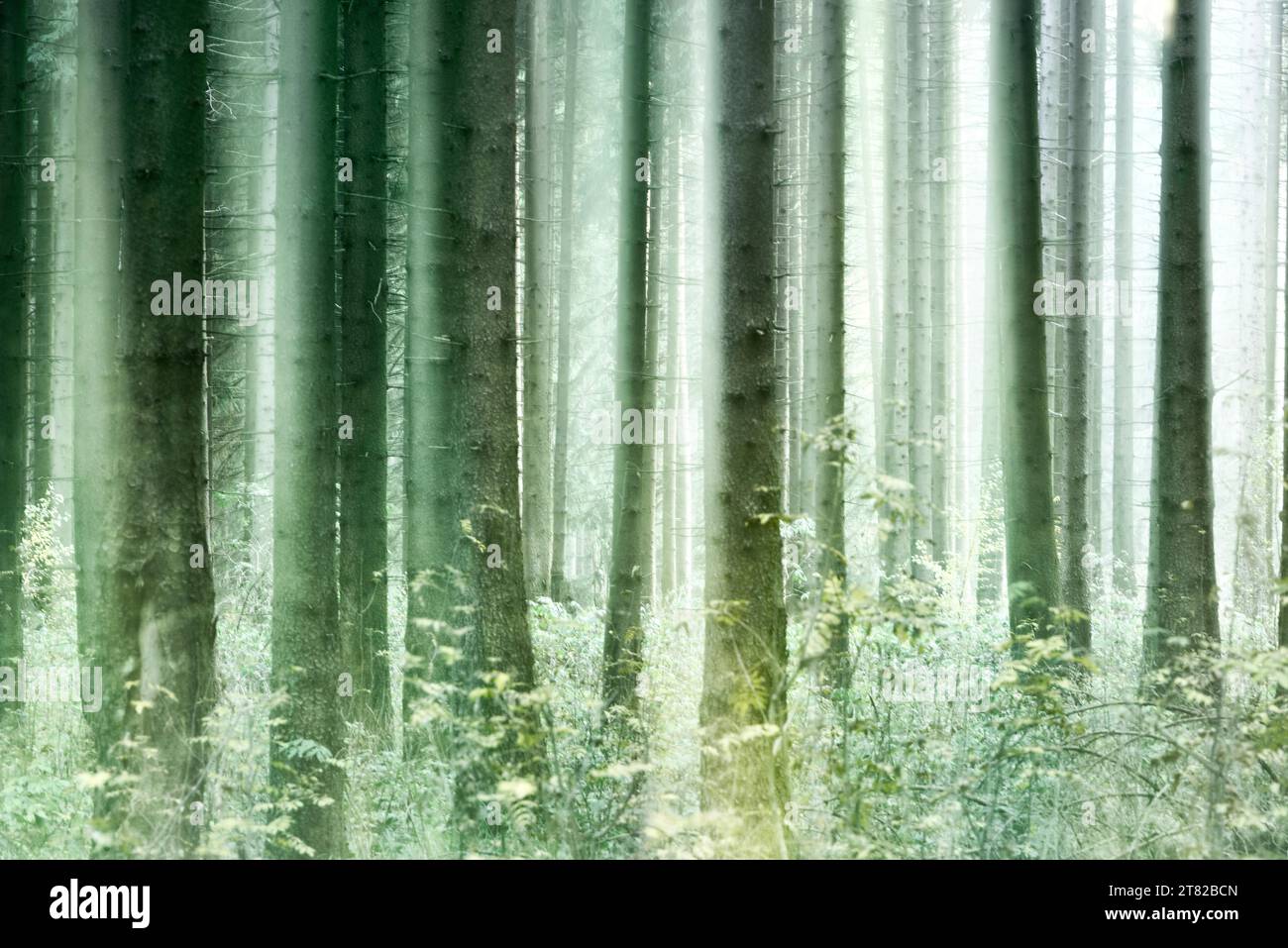 Foggy spruce forest in autumn, double exposure with motion blur ...