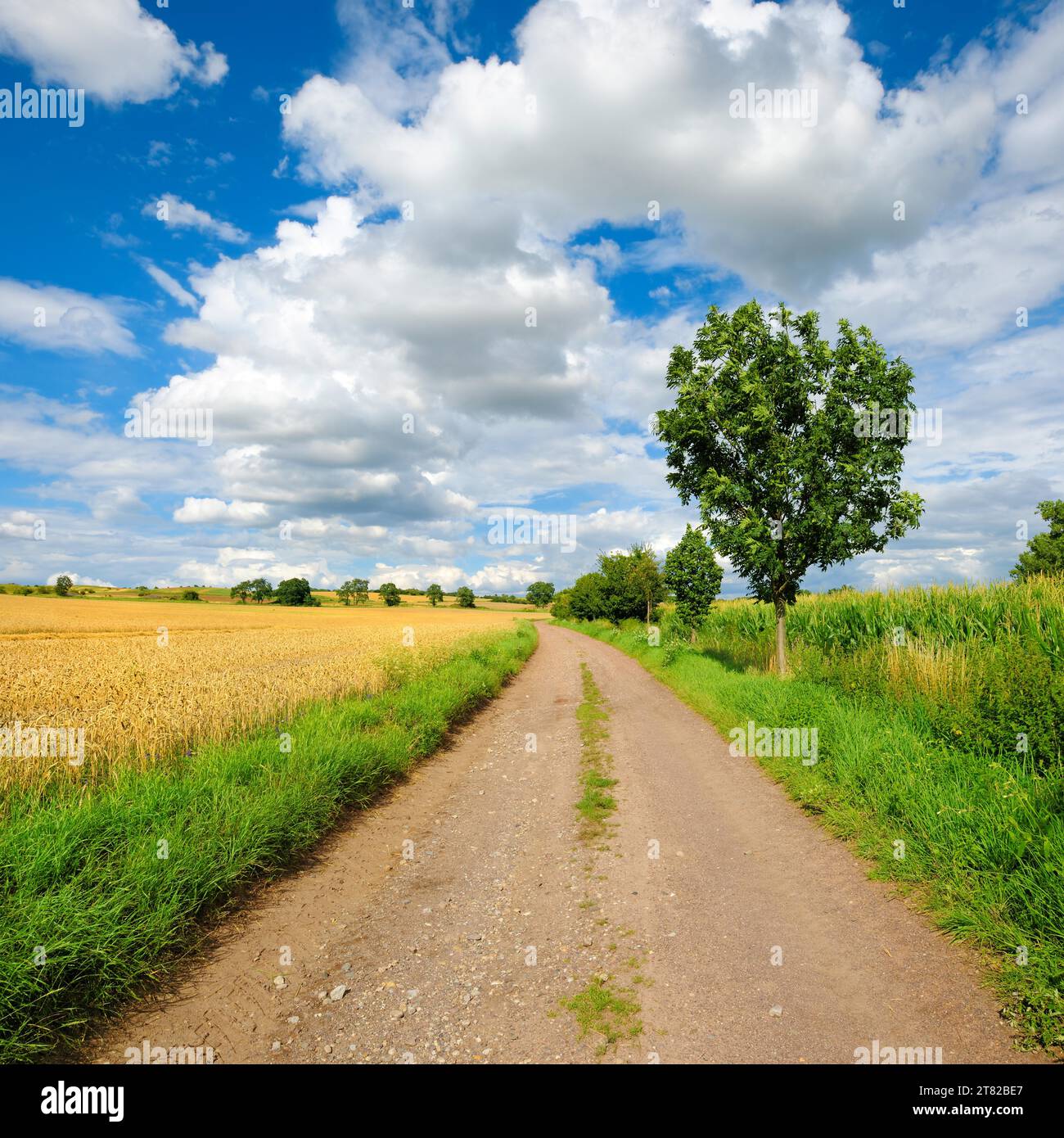 Field path through cultivated landscape in summer, fields with wheat ...