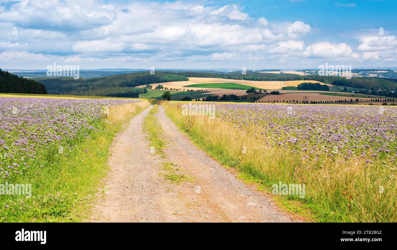 Field path through fields with flower strips under blue sky with clouds ...