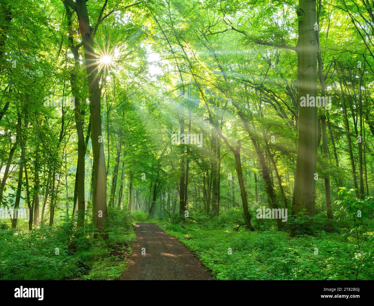 Hiking trail through natural deciduous forest in spring, fresh green ...