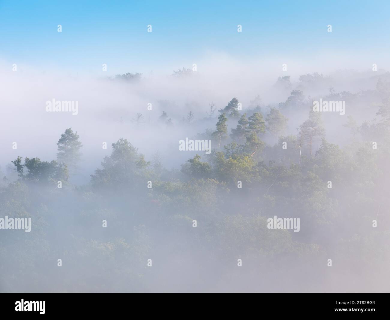 View of mixed forest in the morning, treetops rising out of the morning ...